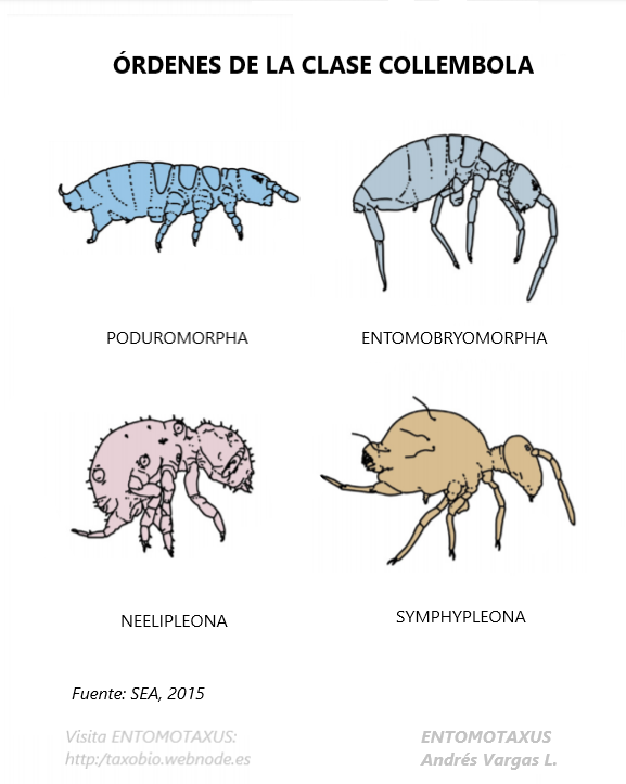 2. Clase COLLEMBOLA :: ENTOMOTAXUS