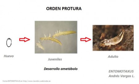 1. Clase PROTURA :: ENTOMOTAXUS
