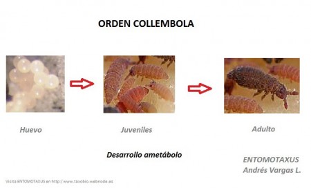 2. Clase COLLEMBOLA :: ENTOMOTAXUS