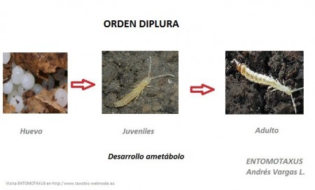 3. Clase DIPLURA :: ENTOMOTAXUS
